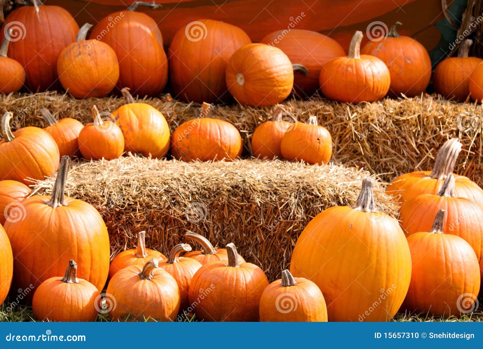 Autumn harvest stock photo. Image of farm, stem, october - 15657310