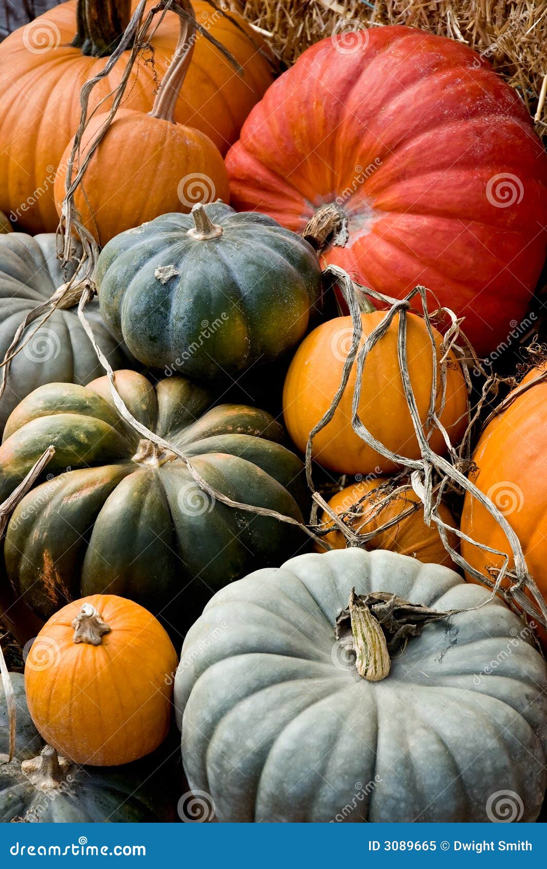 Autumn Harvest stock image. Image of gourds, garden, produce - 3089665