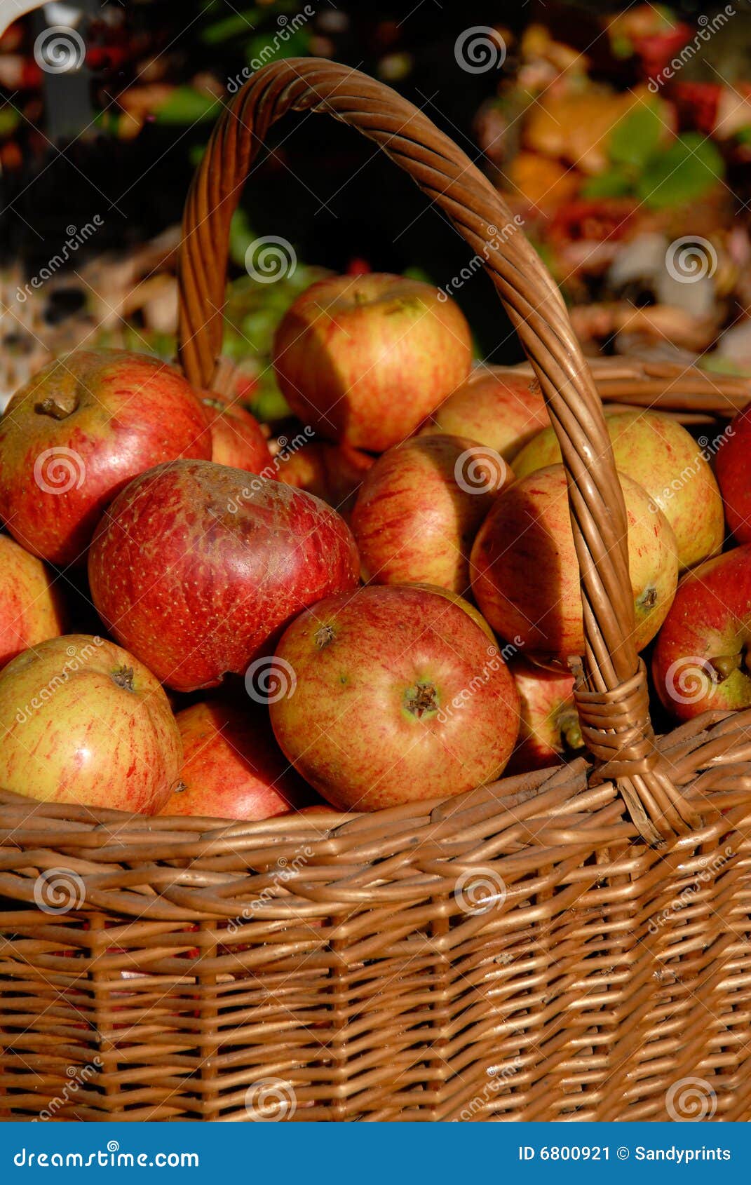Autumn Harvest. stock image. Image of fresh, fall, english - 6800921