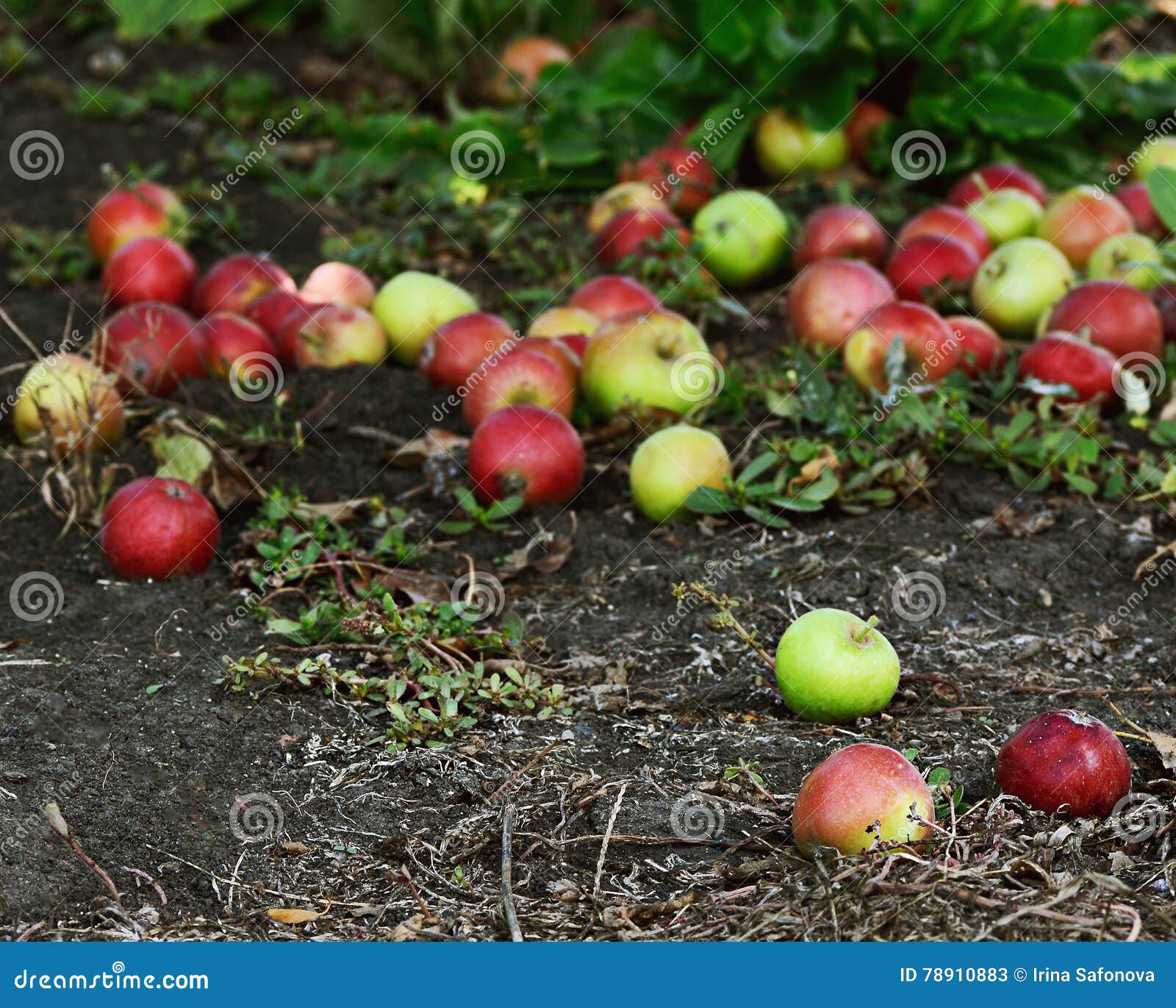 Autumn harvest of apples stock image. Image of ripe, season - 78910883