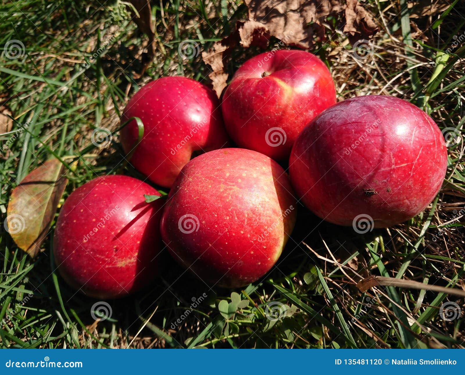Autumn harvest of apples stock photo. Image of harvest - 135481120