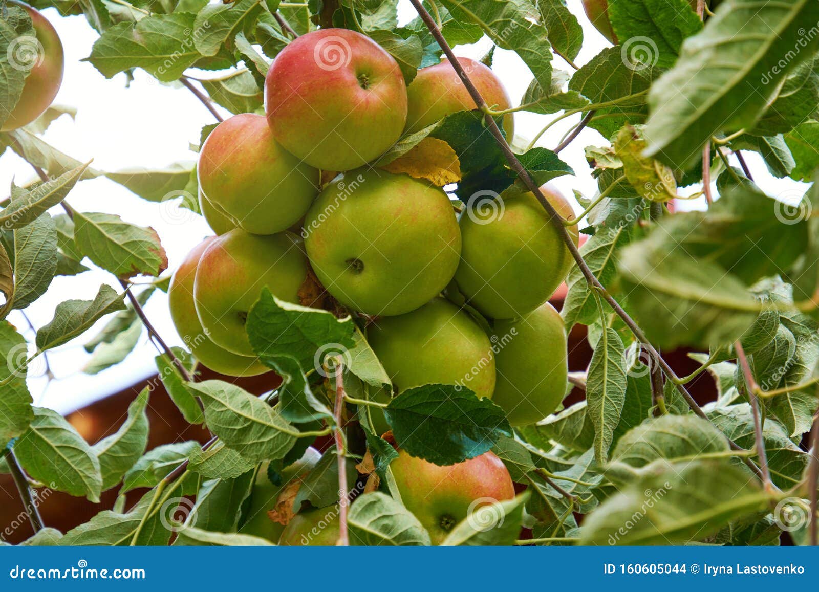 Ripe Apples On Tree Branch In Fruit Garden Autumn Harvest Of Apples