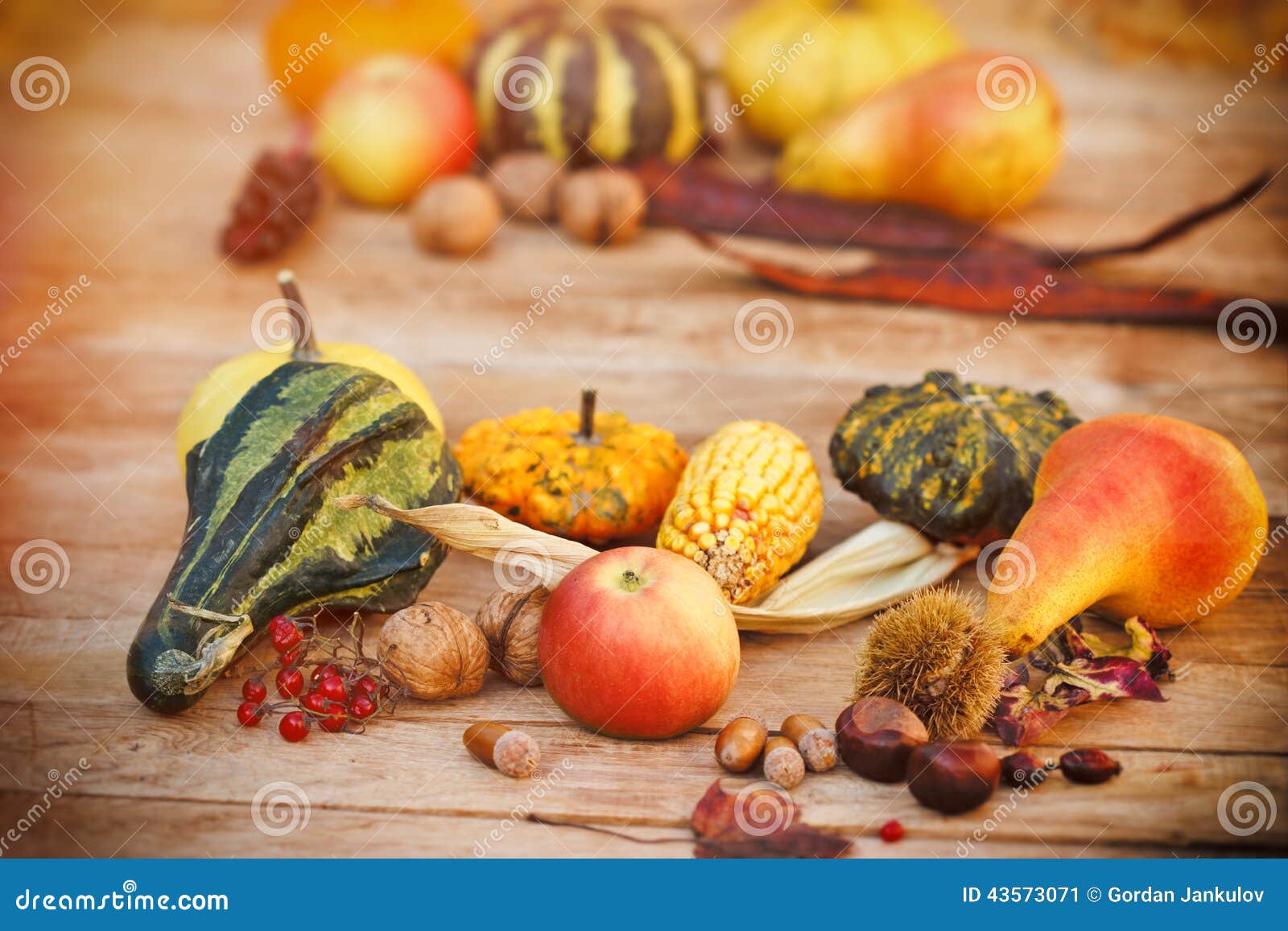 Autumn harvest stock image. Image of autumn, delicious - 43573071