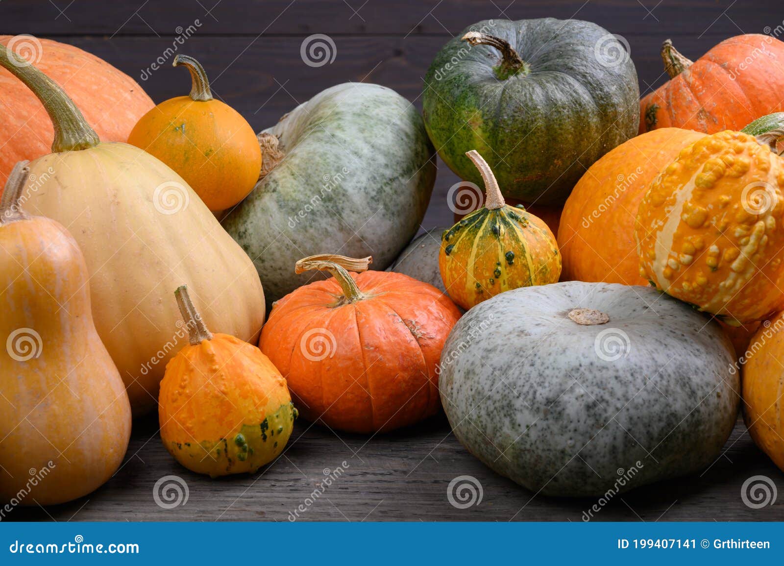 Autumn Harvest Colorful Squashes and Pumpkins in Different Varieties ...