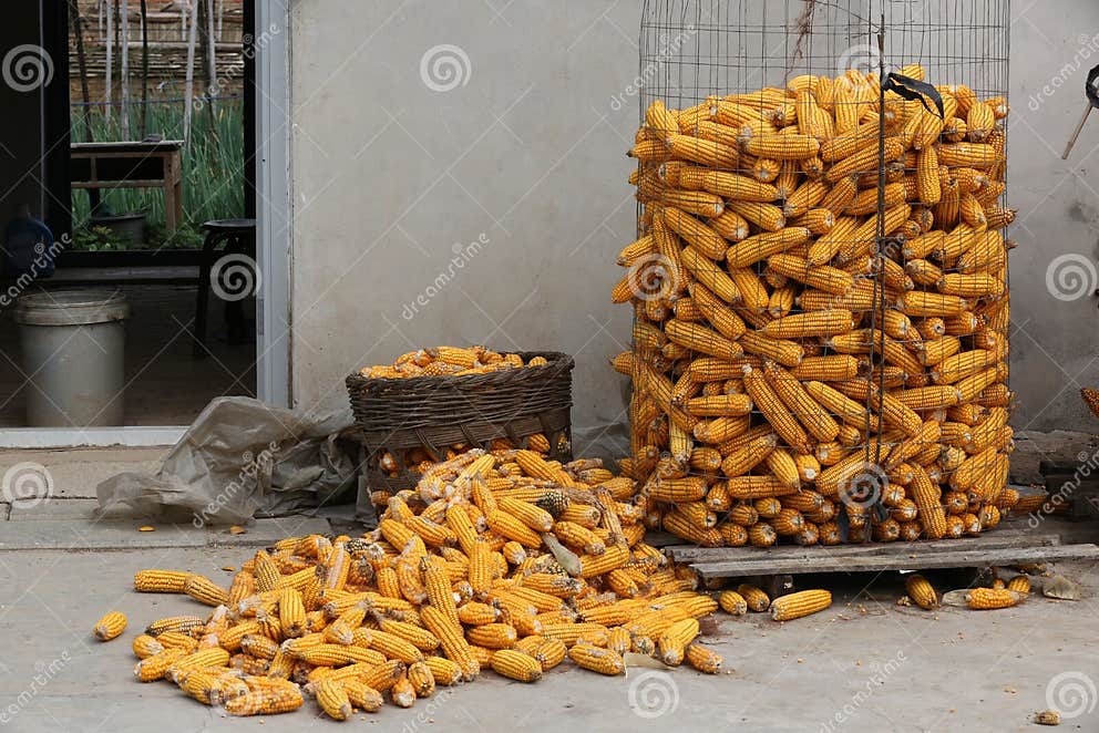 Autumn harvest stock photo. Image of autumn, food, hebei - 78944682