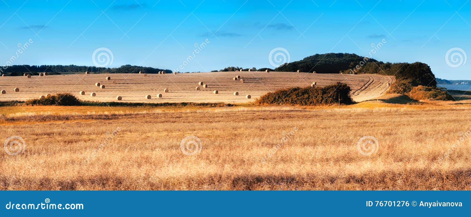 Autumn Harvest Fields with Rapeseed and Rolls of Hay Stock Photo ...