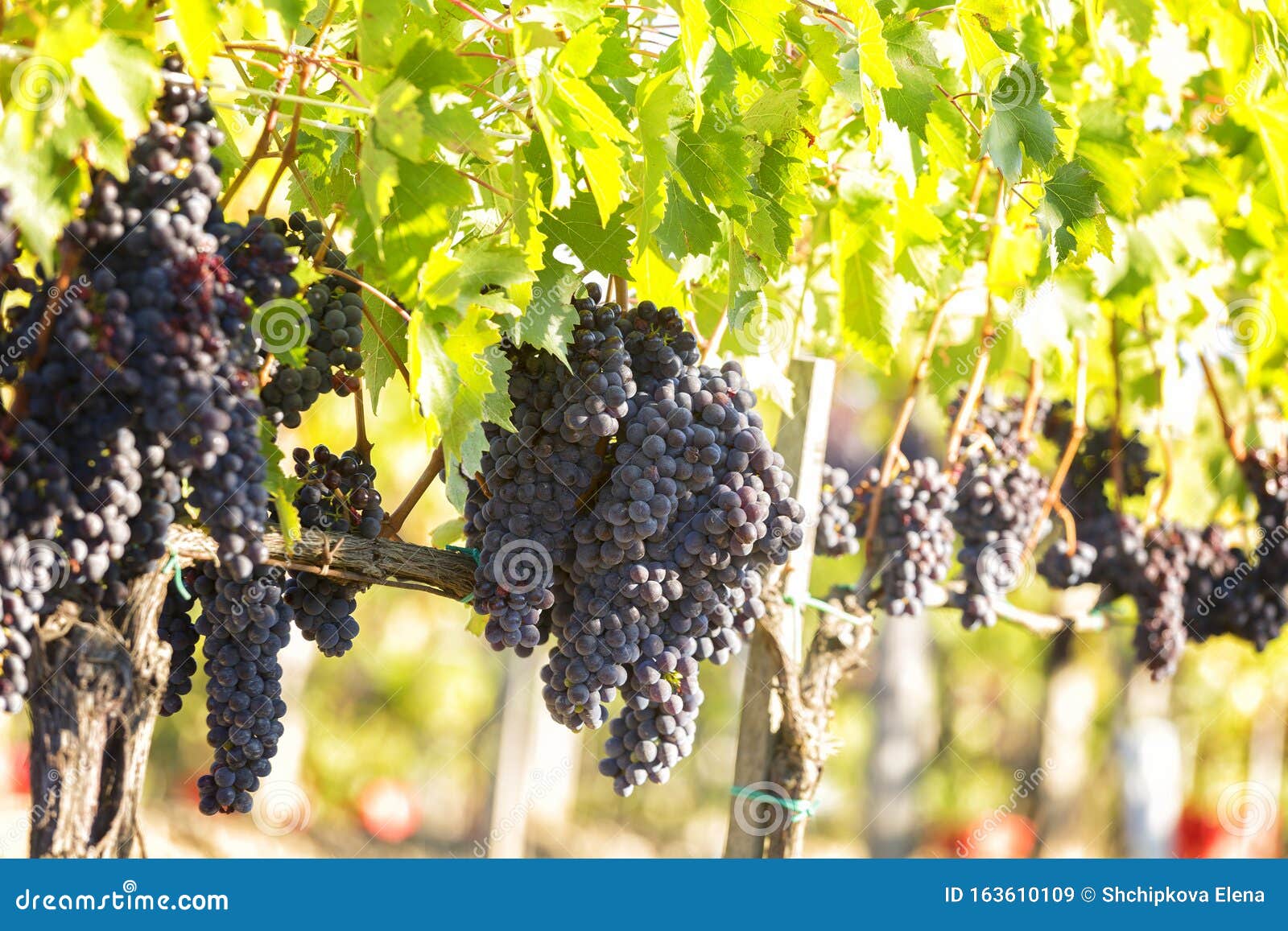 Autumn harvest of grapes stock image. Image of travel - 163610109