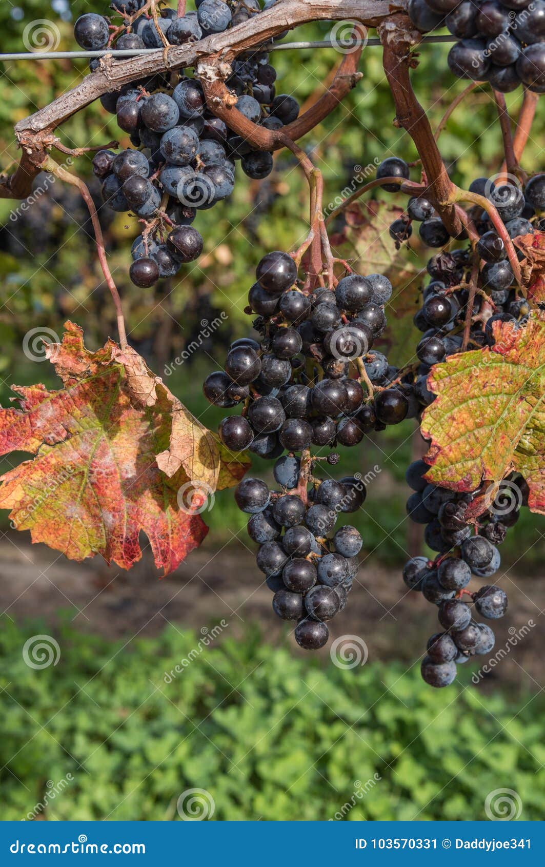 Autumn Harvest Grapevine Bunch Imagen de archivo - Imagen de vides ...