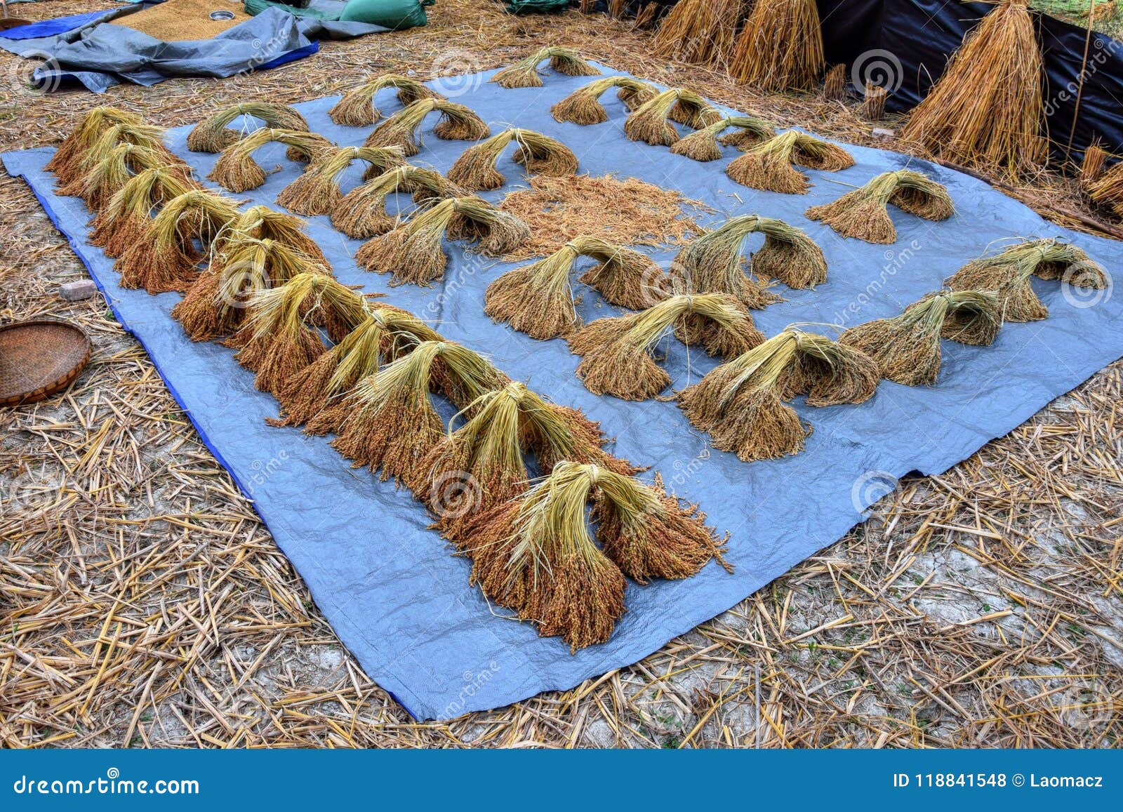Dry Sheaf of Rice on the Ground Stock Photo - Image of famous, china ...