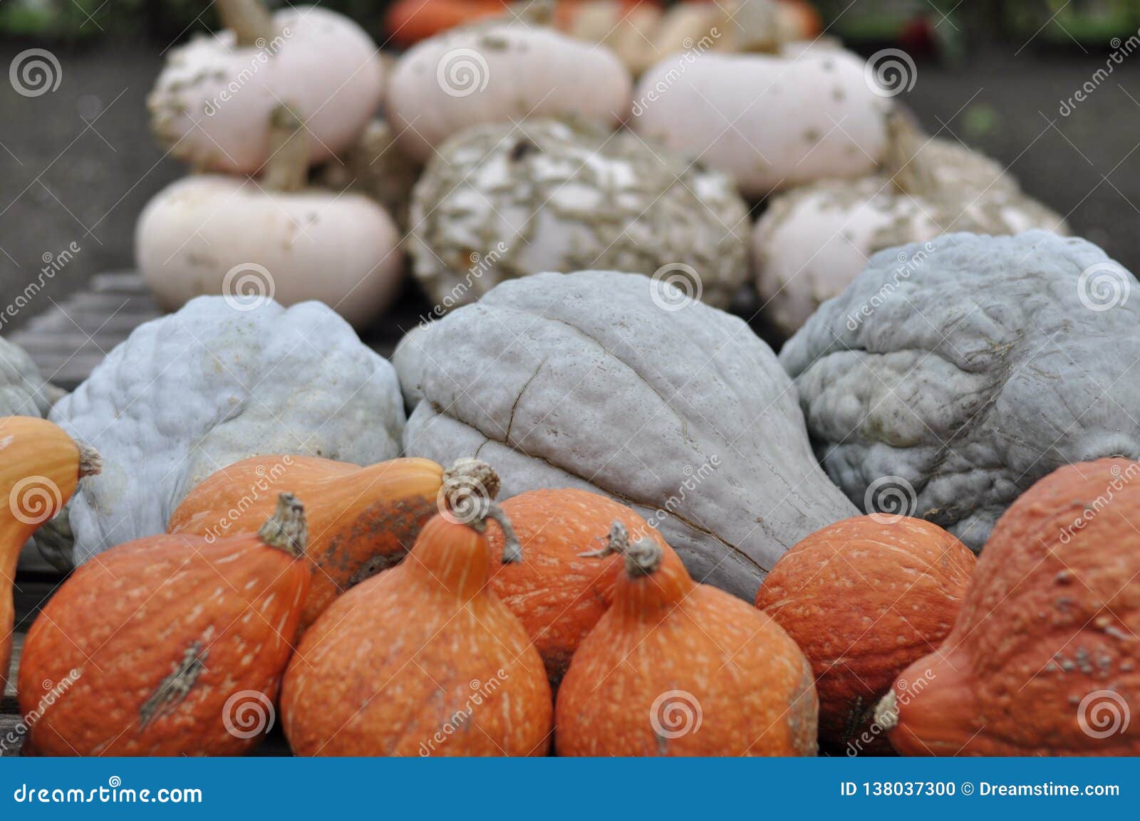 Autumn Harvest or Ripe Multi-colored Pumpkins of Various Sizes Stock ...