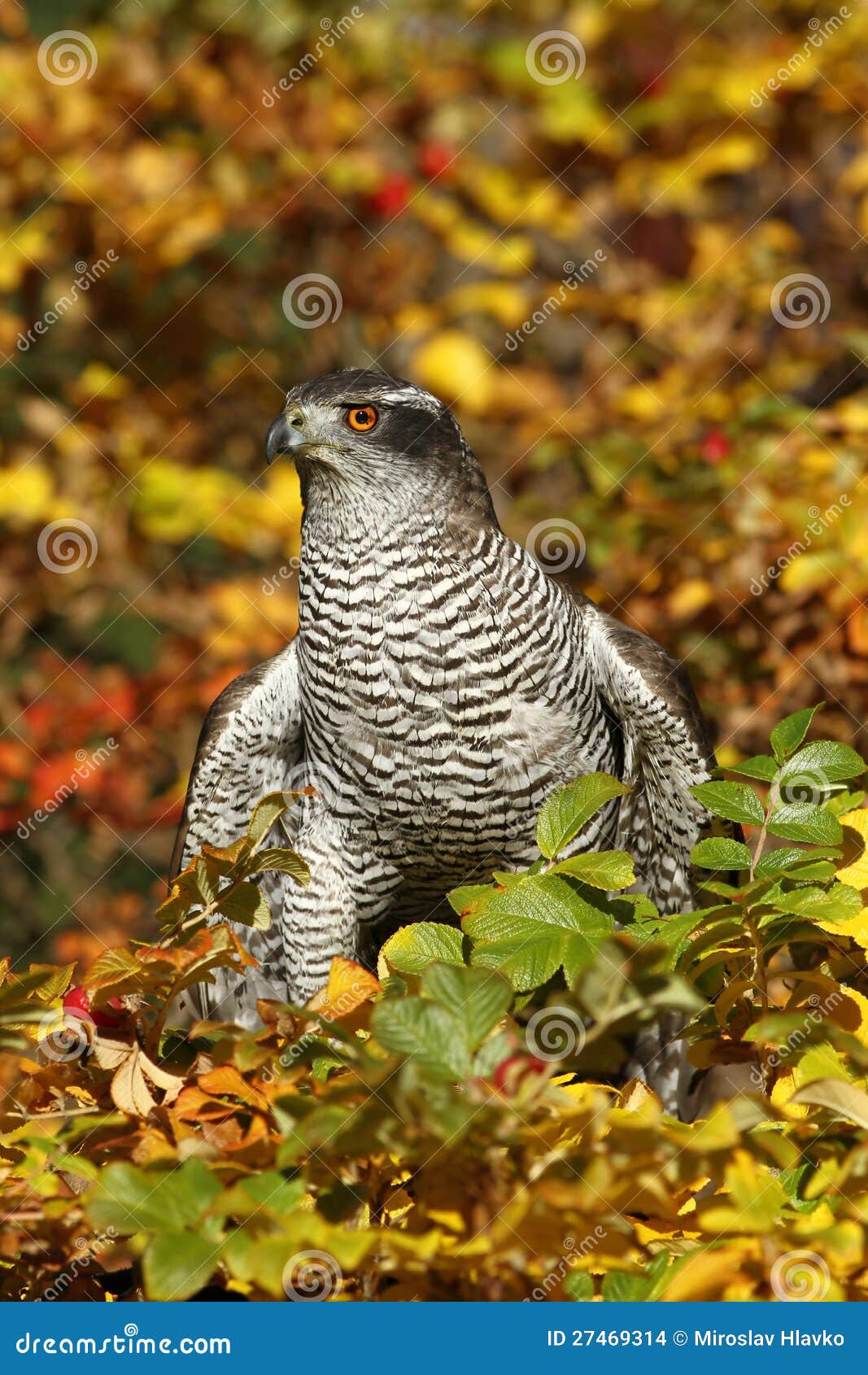 Autumn hawk stock photo. Image of majestic, autumn, nature - 27469314