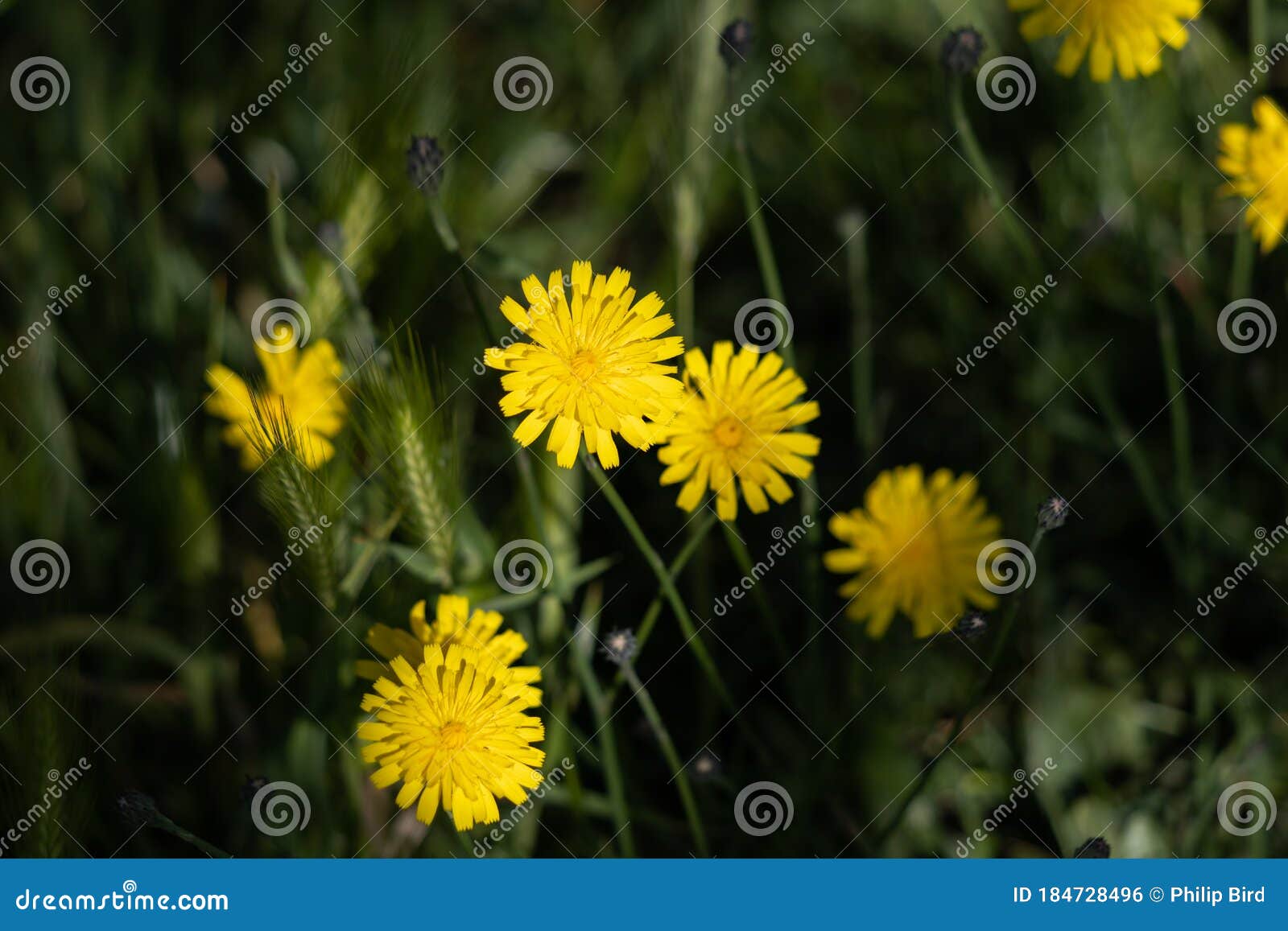 Autumn Hawkbit Flowering in East Grinstead Stock Photo - Image of bloom ...