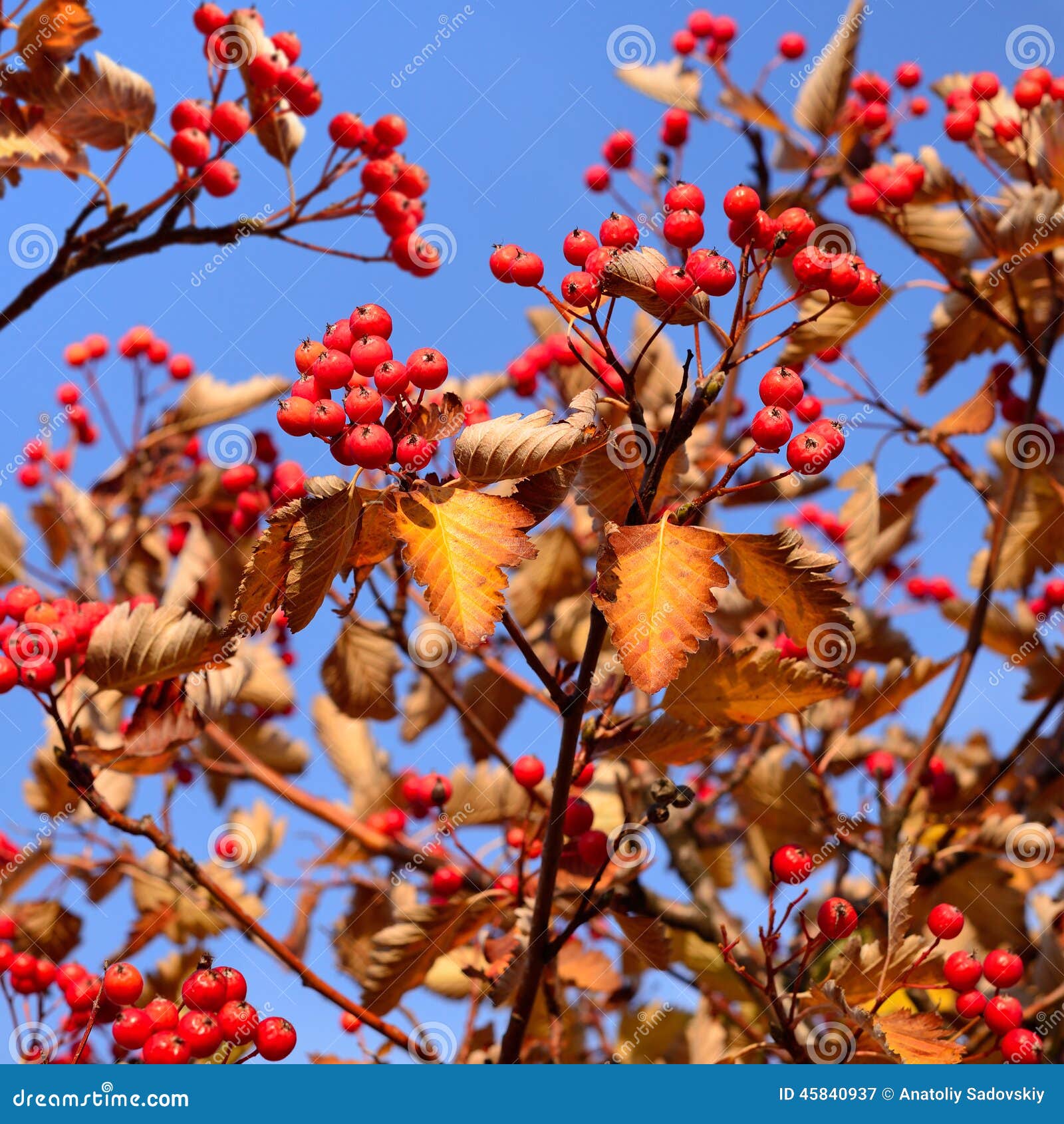Autumn hawthorn berries stock image. Image of blue, fall - 45840937