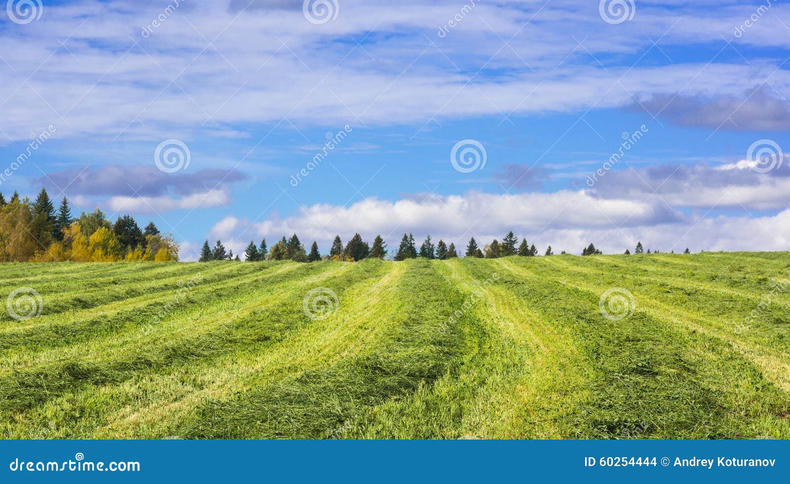 Autumn hay stock photo. Image of field, agriculture, aftercrop - 60254444