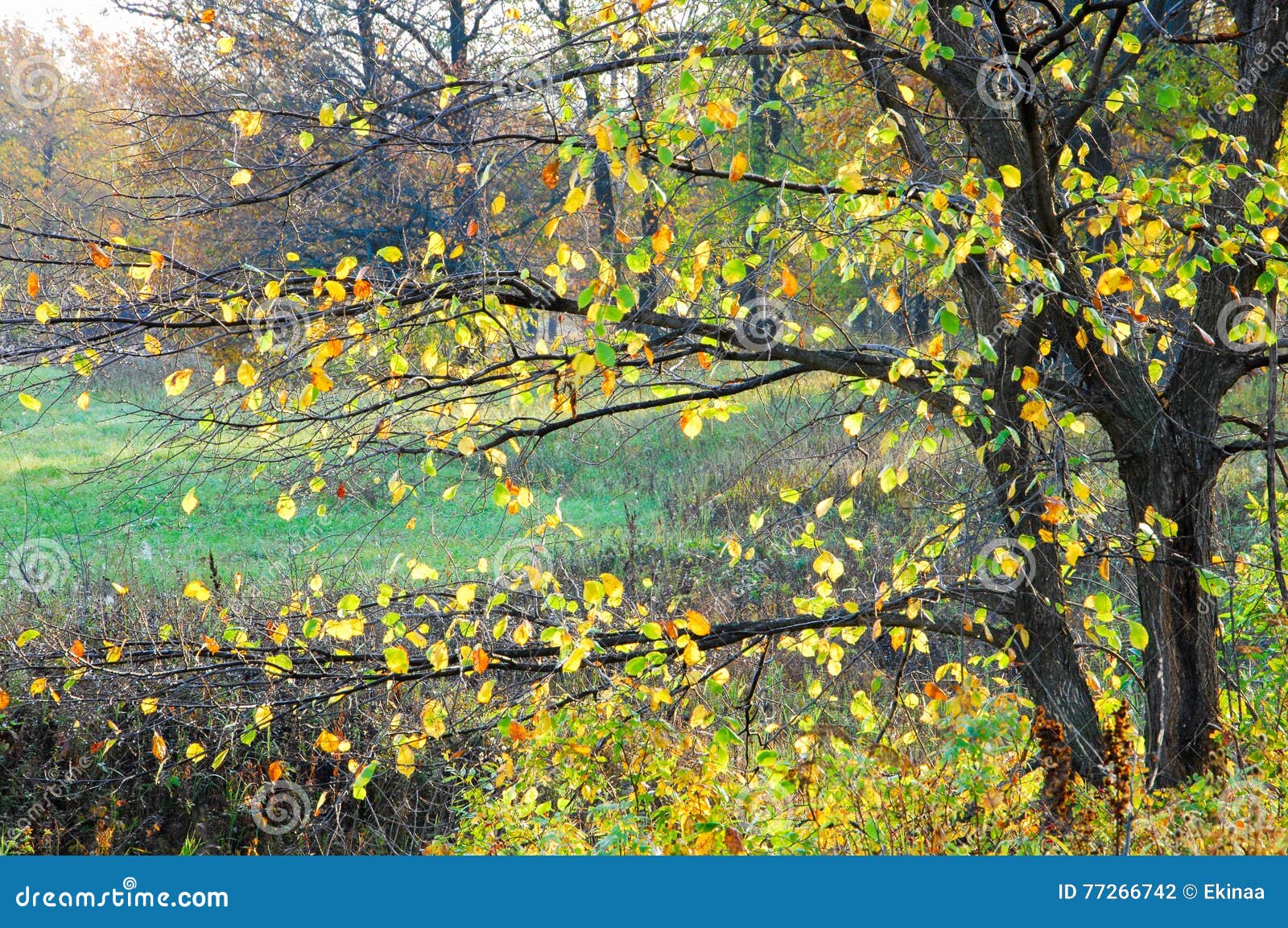 Autumn. Hazel Tree with Deciduous Leaves Stock Photo - Image of hazel ...