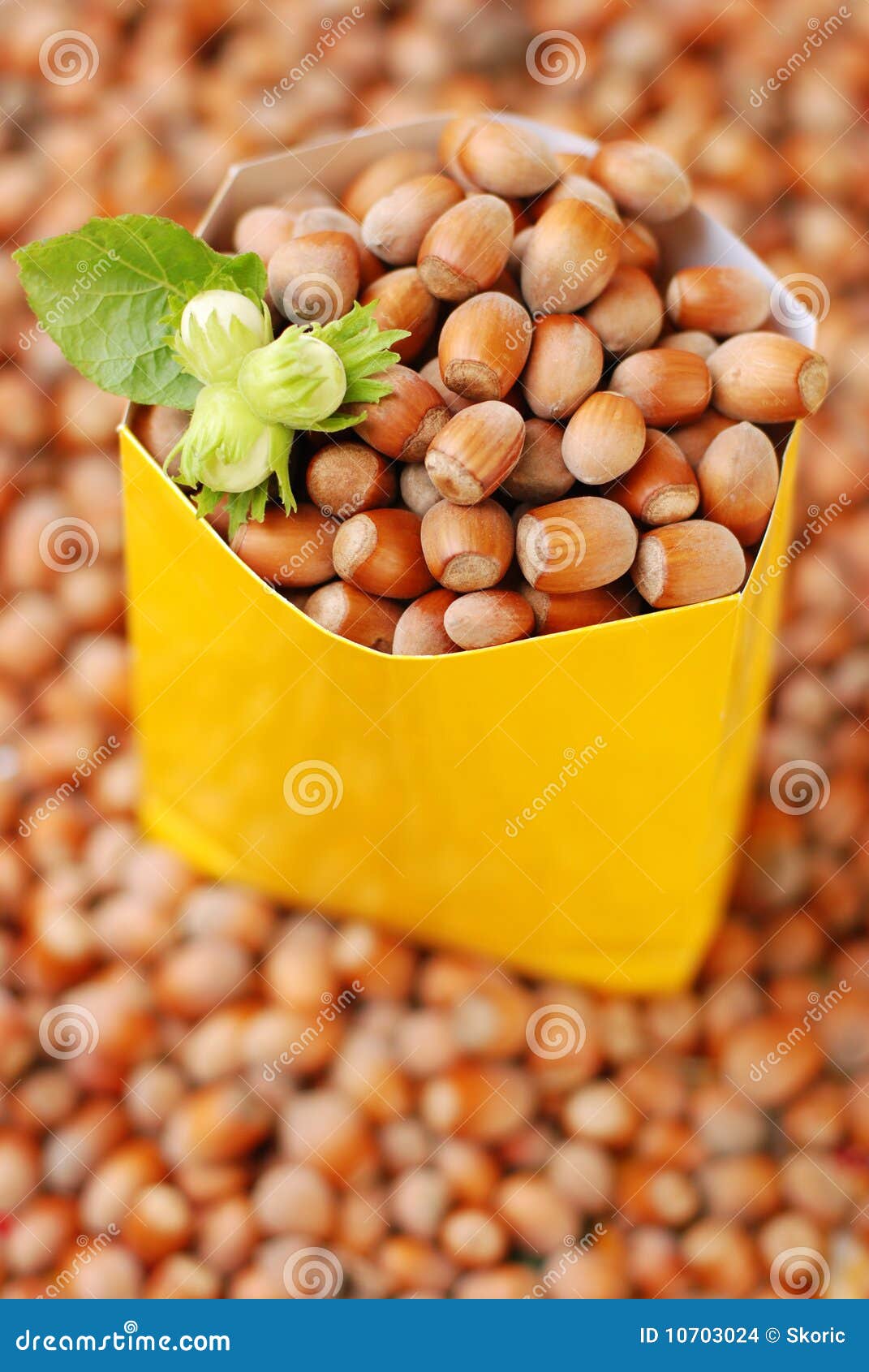 Autumn hazelnuts stock photo. Image of pack, detail, ripen - 10703024