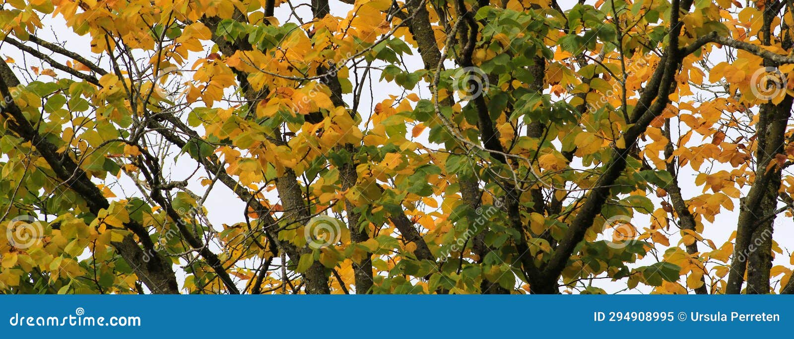Autumn Header, Multi Colored Beech Leaves Stock Image - Image of ...