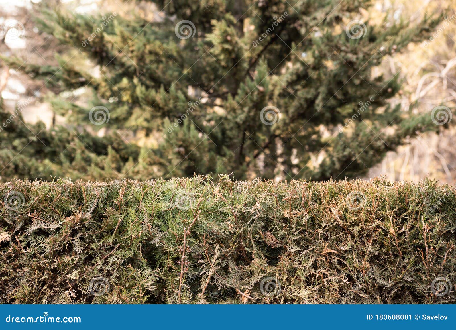 Autumn Hedge on the Street with Tree Stock Image - Image of wallpaper ...