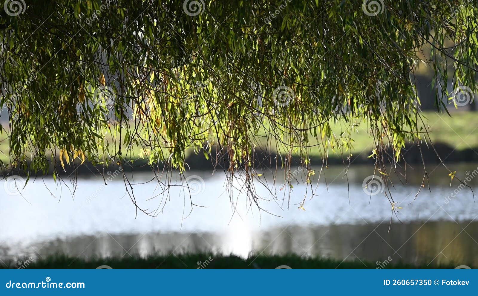 Willow Tree Leaves Falling at the End of Summer Stock Footage - Video ...