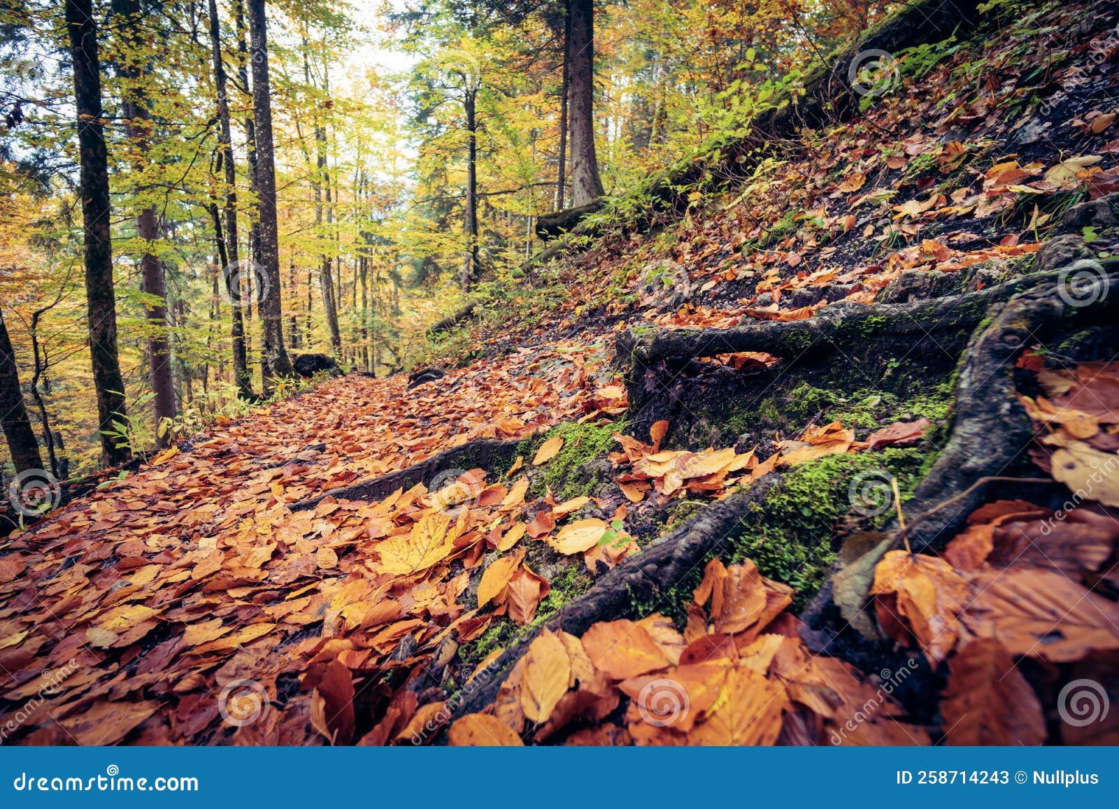 Autumn Hiking in Bavarian Alps Stock Image - Image of fall, trees ...