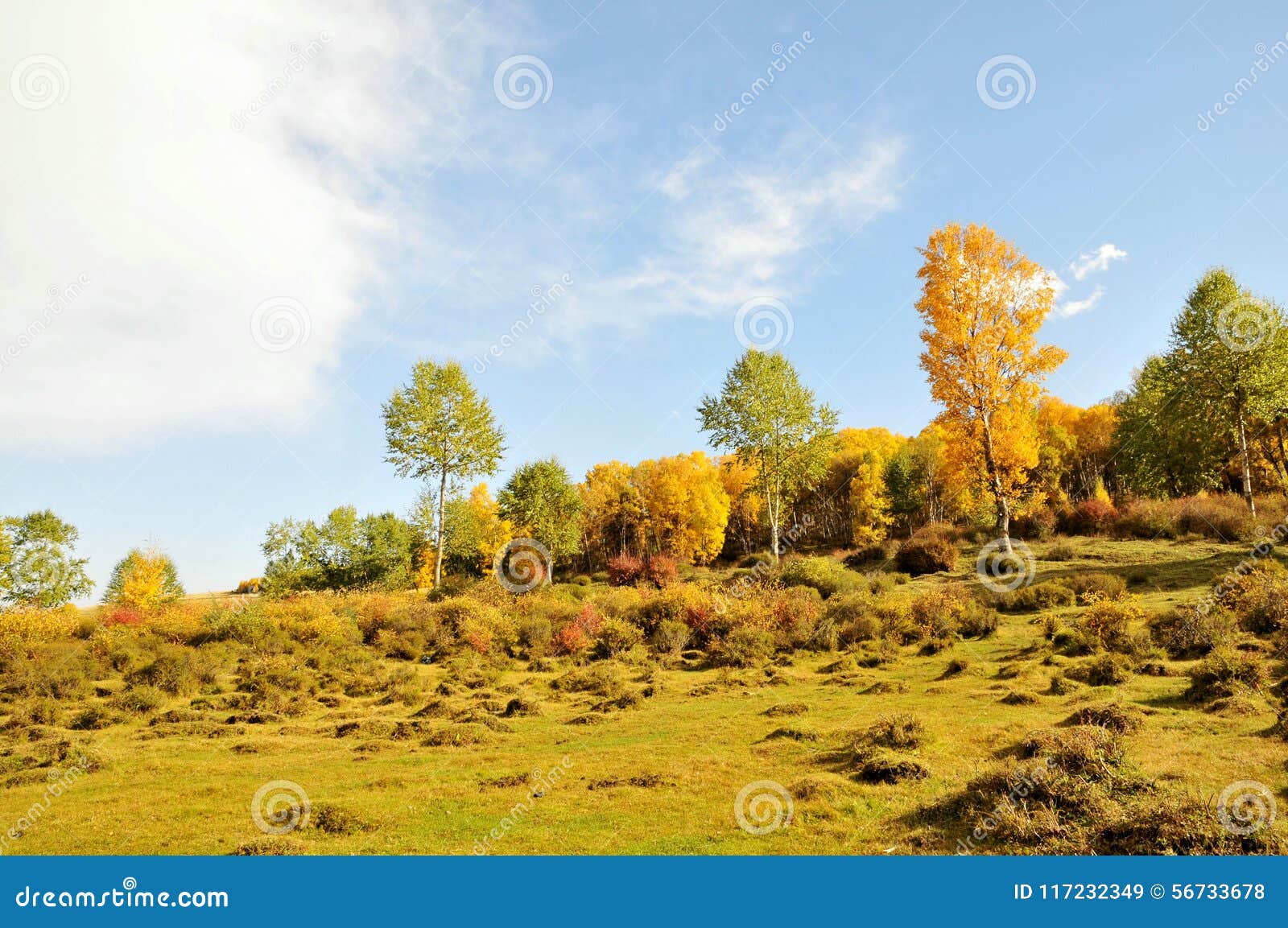 Autumn Hillside immagine stock. Immagine di paesaggio - 117232349