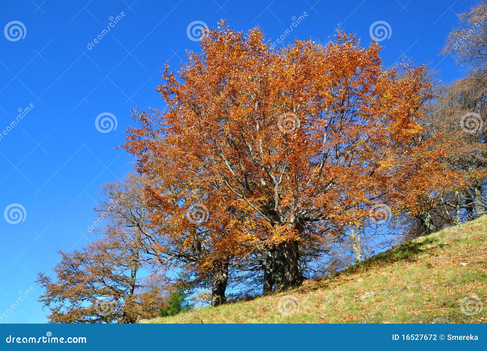 Autumn on a hillside. stock photo. Image of slope, mountains - 16527672