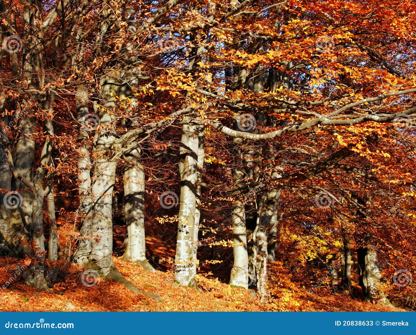 Autumn on a hillside stock image. Image of nature, fall - 20838633