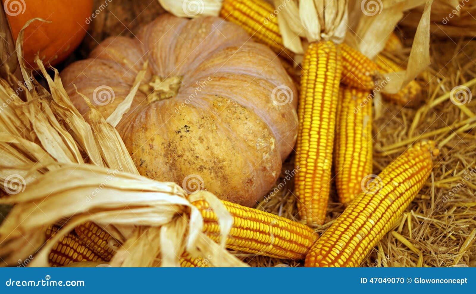Autumn Holiday Pumpkin and Corn, Thanks Giving Stock Photo - Image of ...