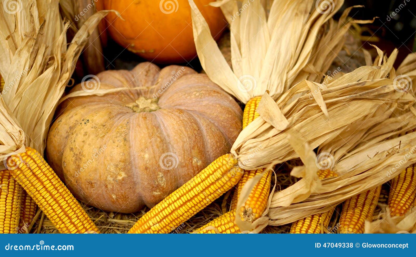 Autumn Holiday Pumpkin and Corn, Thanks Giving Stock Photo - Image of ...