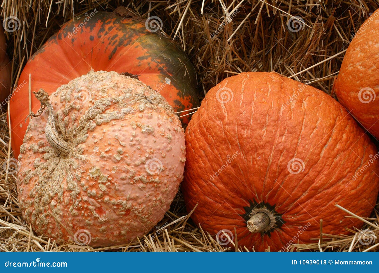 Autumn Holiday Pumpkins stock photo. Image of fruit, close - 10939018