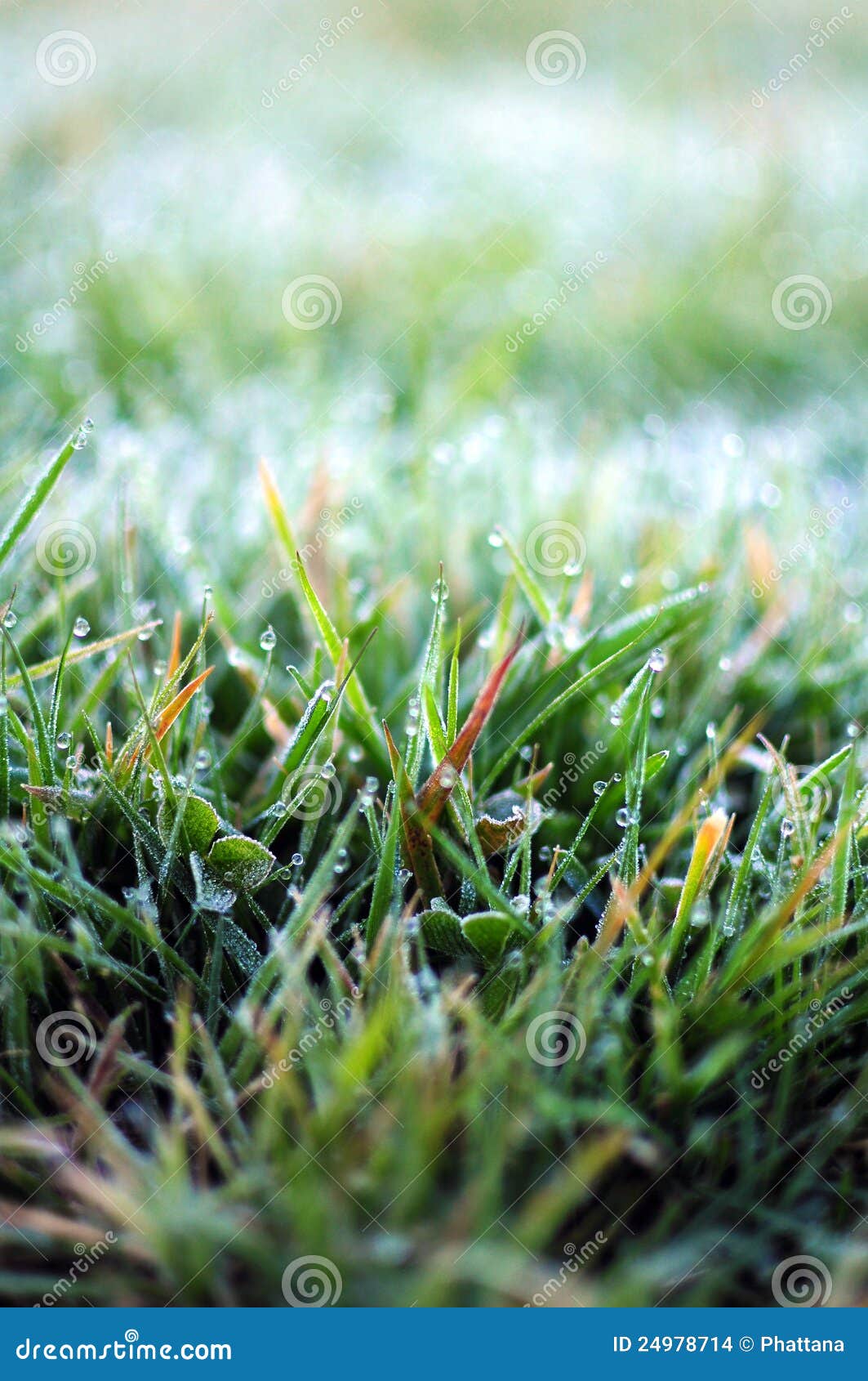 Autumn icy grass stock photo. Image of fall, cold, color - 24978714