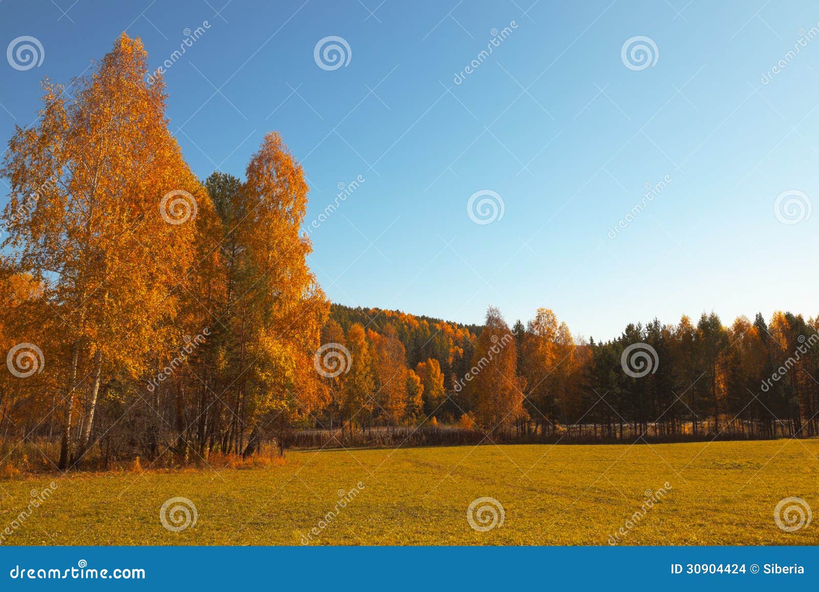 Autumn stock photo. Image of woods, fall, gold, yellow - 30904424