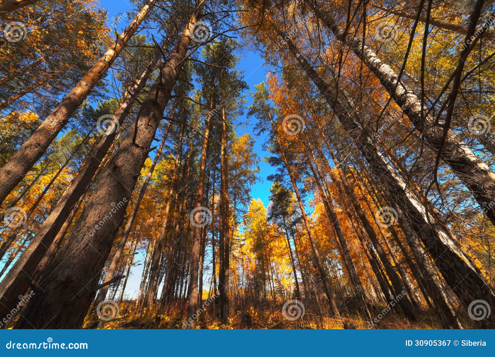 Autumn stock image. Image of october, gold, fall, tree - 30905367