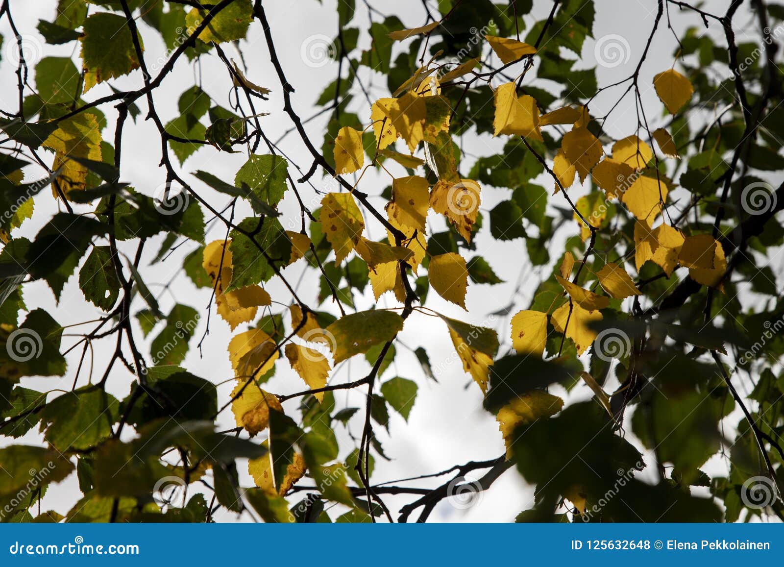 The Autumn, Its Trees with Sheets Stock Photo - Image of decoration ...