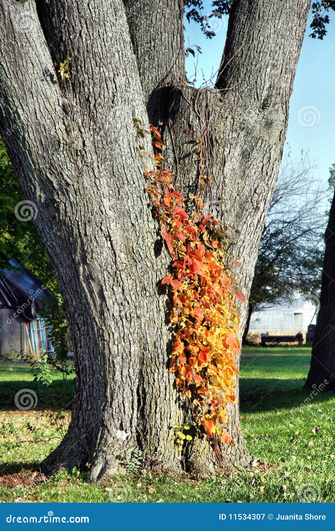 Autumn ivy stock image. Image of autumn, tree, fall, climbing - 11534307