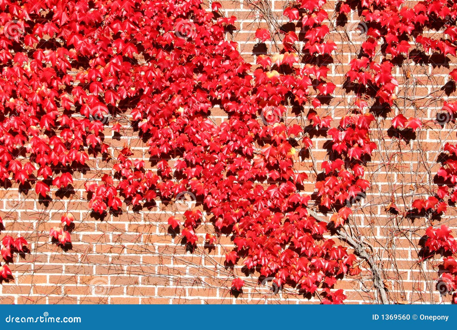 Autumn Ivy stock photo. Image of climb, stem, wall, leaves - 1369560