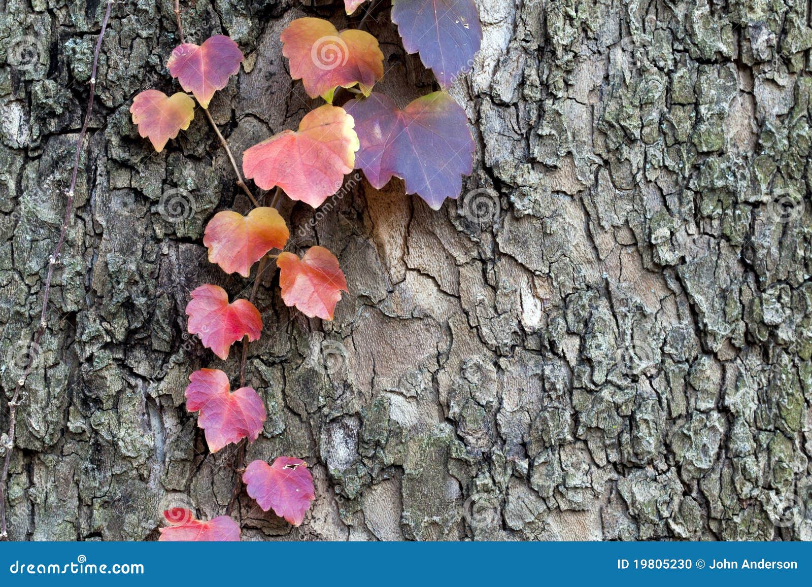 Autumn ivy stock photo. Image of park, city, foliage - 19805230