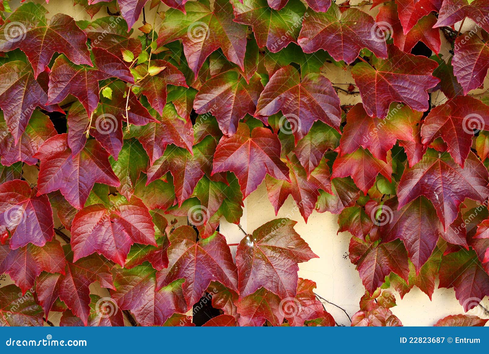 Autumn ivy stock image. Image of orange, brightly, large - 22823687