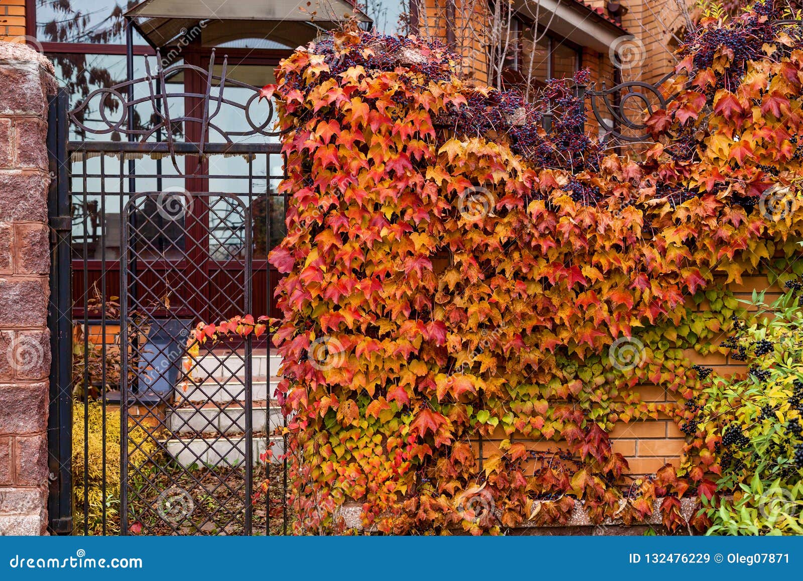 Autumn Ivy on brick wall stock image. Image of beautiful - 132476229