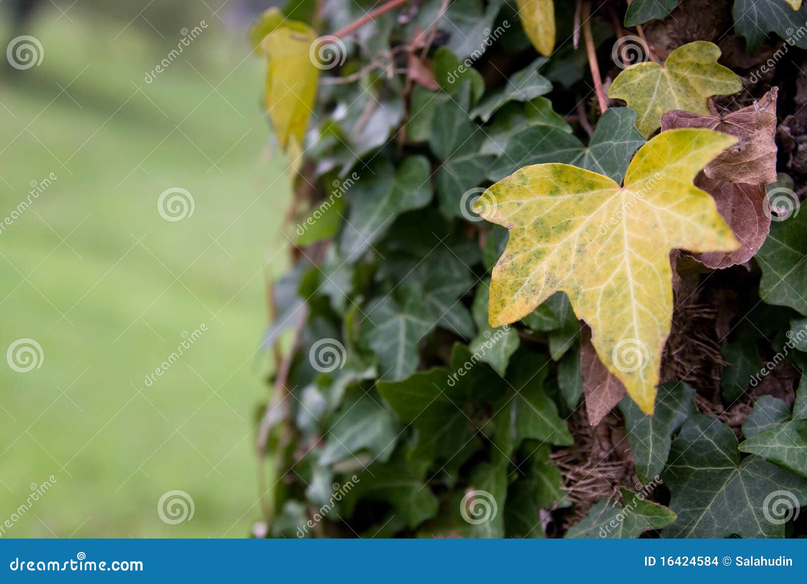 Autumn ivy leaves stock photo. Image of seasonal, tree - 16424584