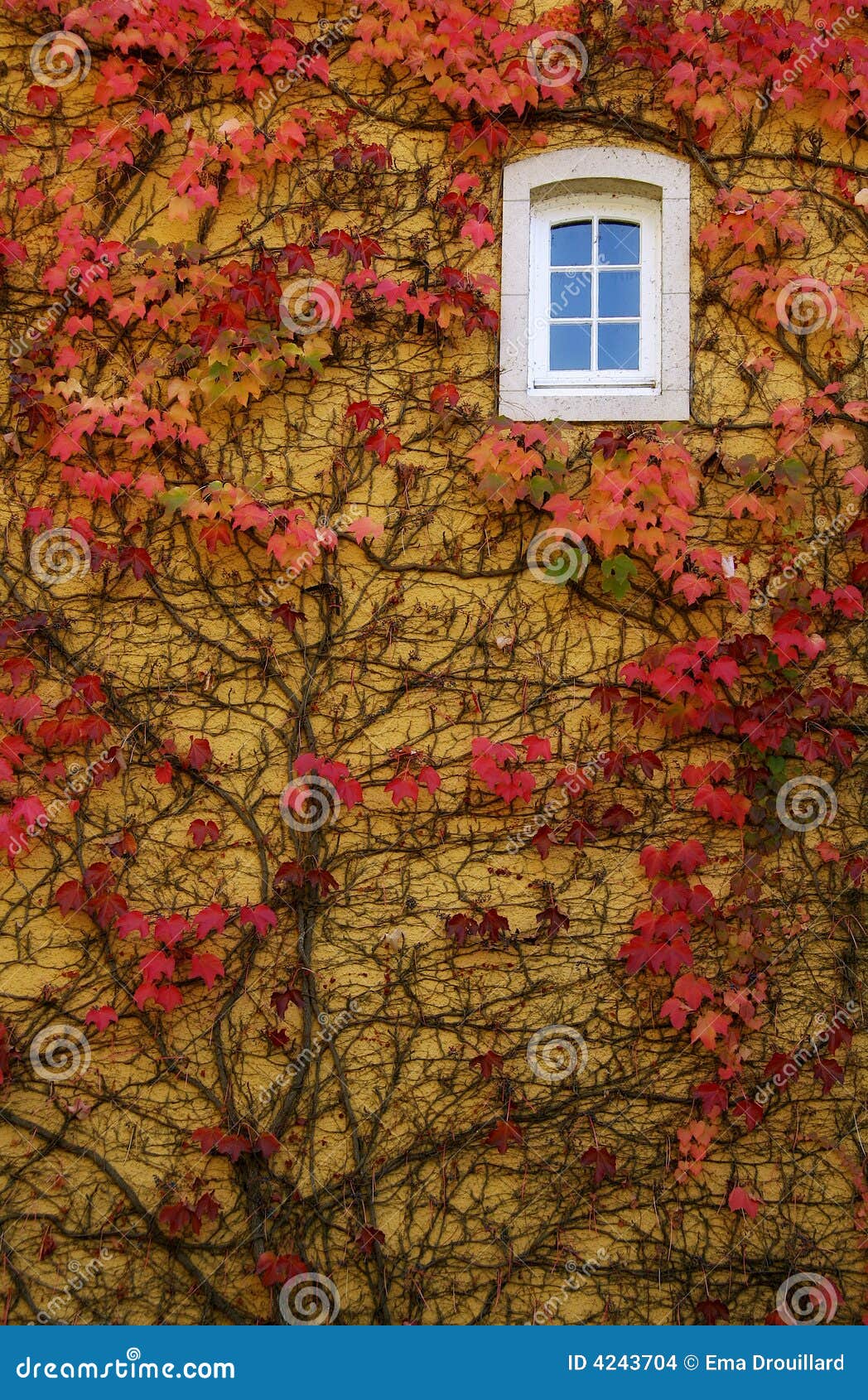 Autumn Ivy Wall with Window Stock Photo - Image of plant, creeper: 4243704