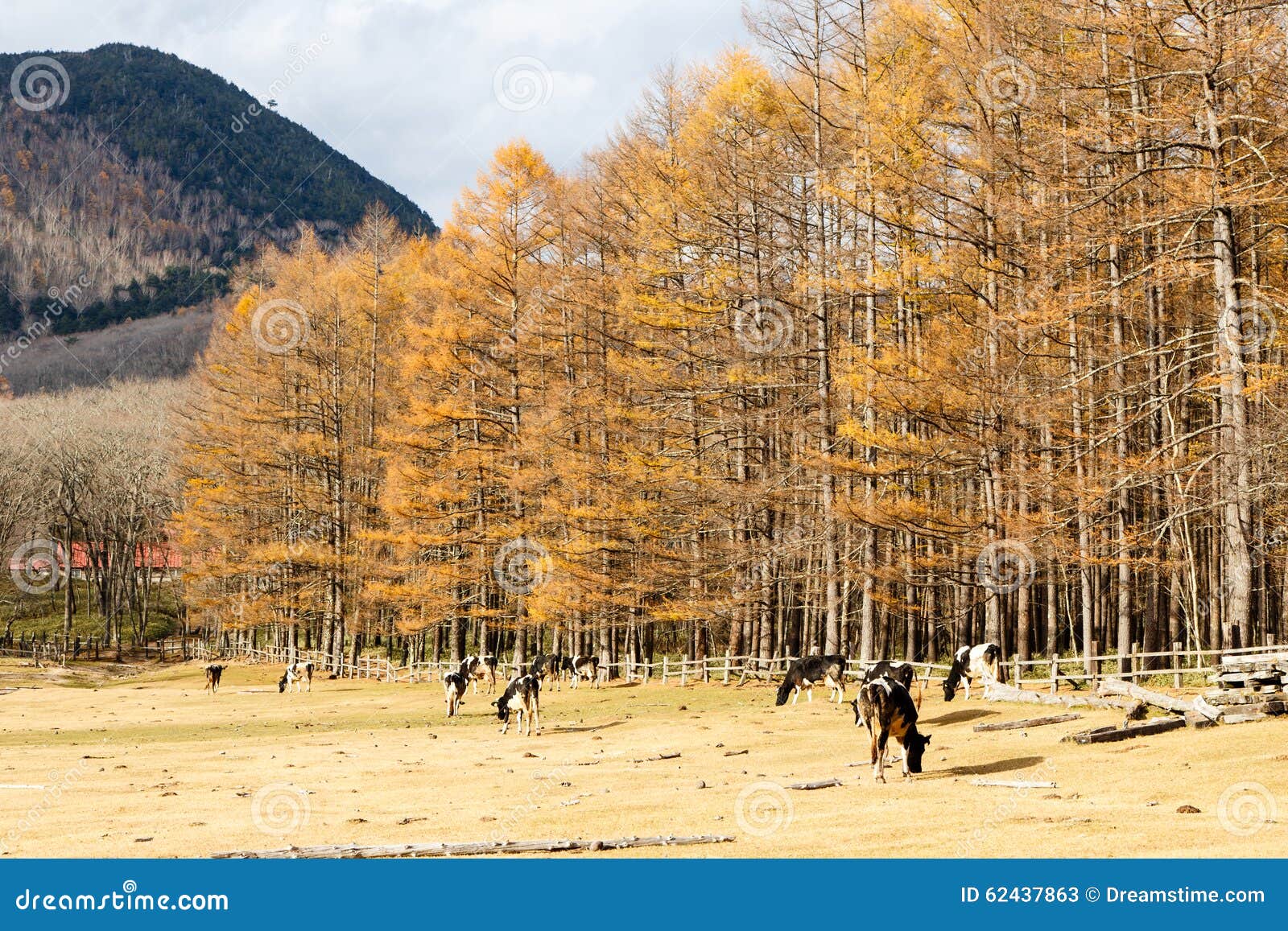 Autumn in Japan, Yellow Forest Stock Image - Image of sightseeing ...