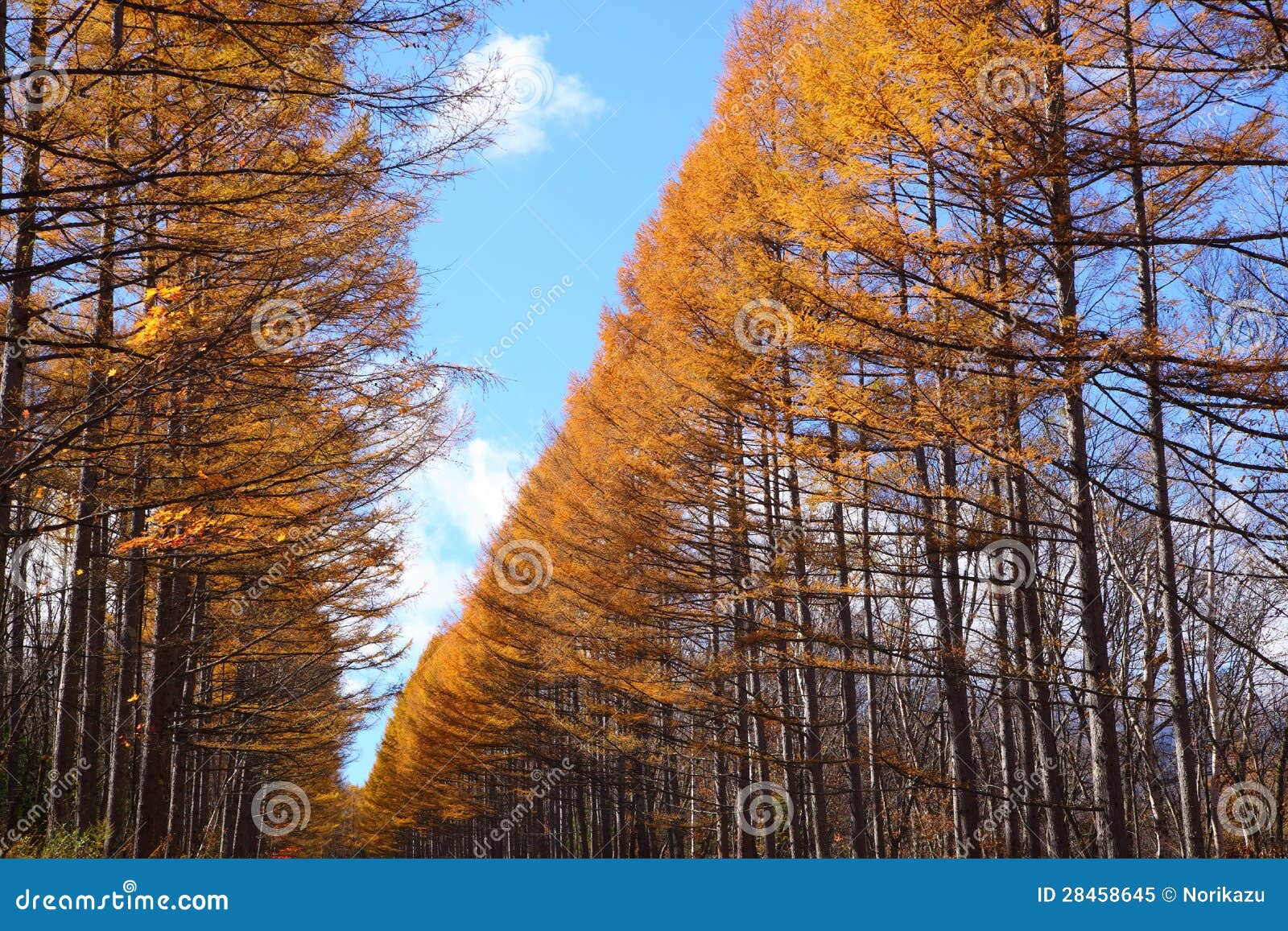 Japanese Larch Diana Royalty-Free Stock Photo | CartoonDealer.com ...