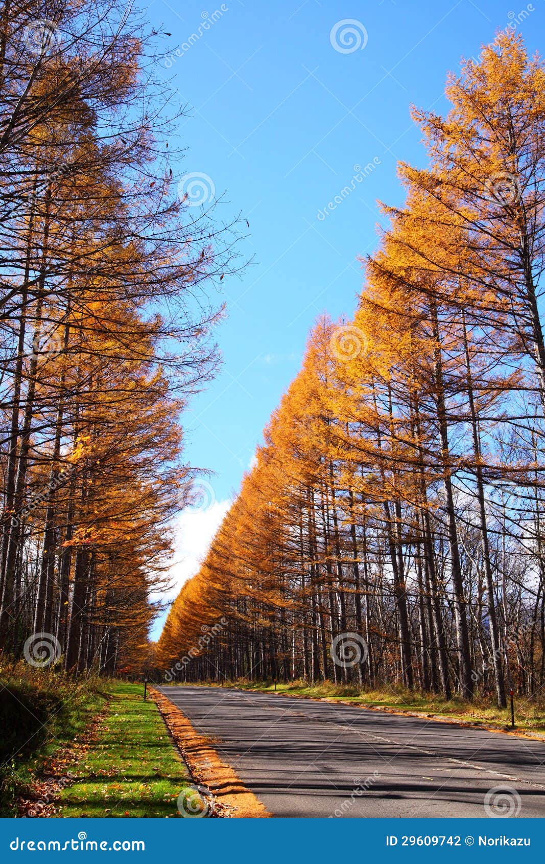 Japanese Larch Diana Royalty-Free Stock Photo | CartoonDealer.com ...