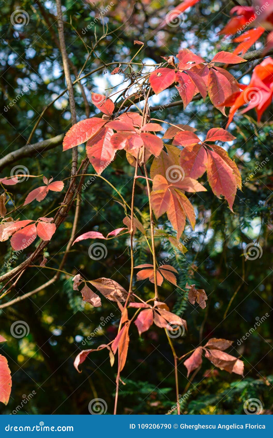 Japanese Split Leaf Maple Tree Stock Photo - Image of arizona ...