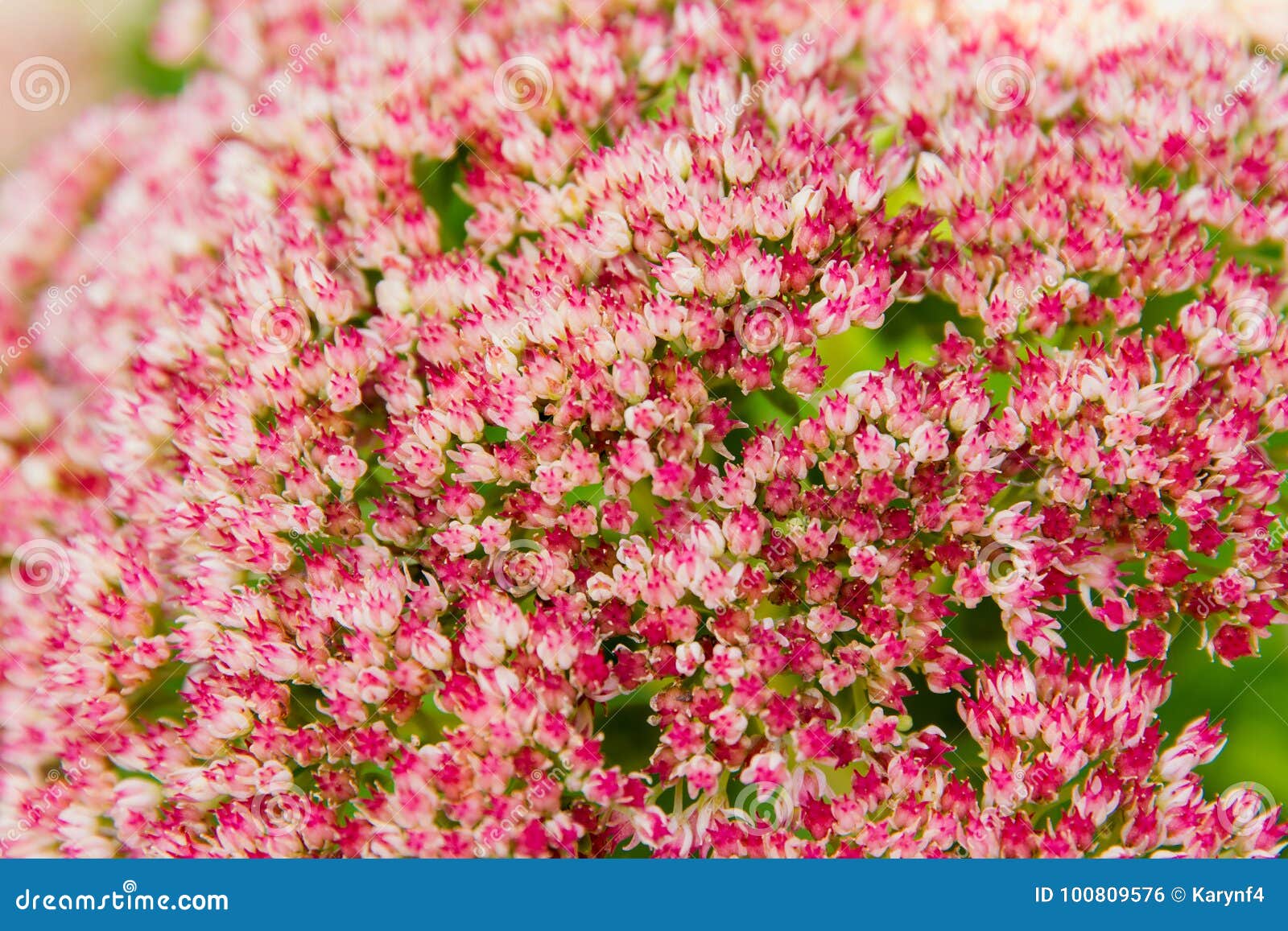 Autumn joy flowers stock photo. Image of small, cluster - 100809576