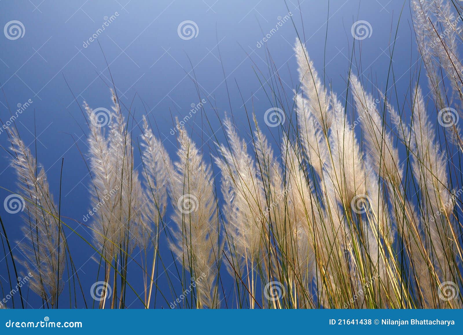 Kans Grass Locally Known As The Kash Flower In Bangladesh Royalty-Free ...