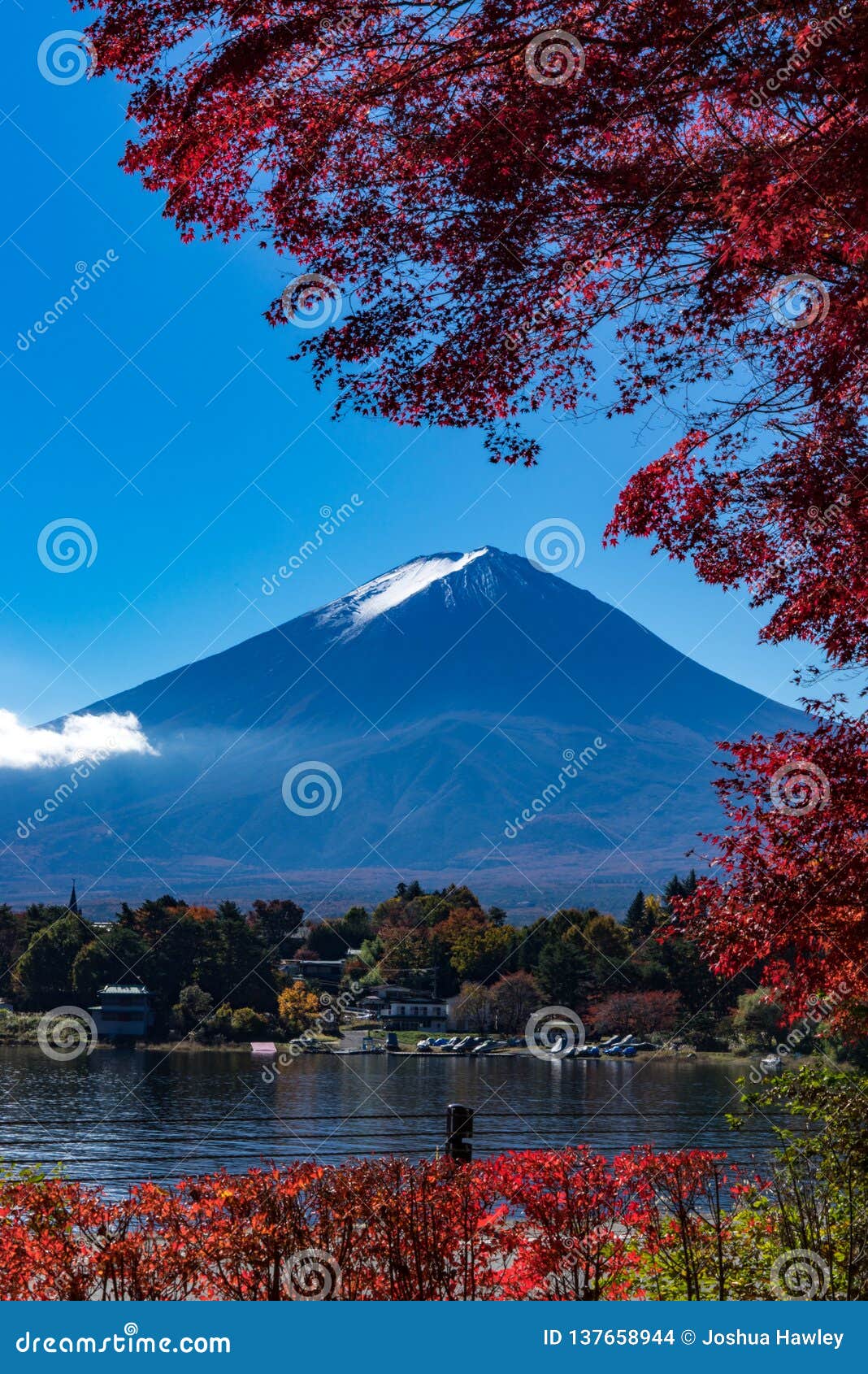 Autumn Fuji fall leaves stock photo. Image of nature - 137658944