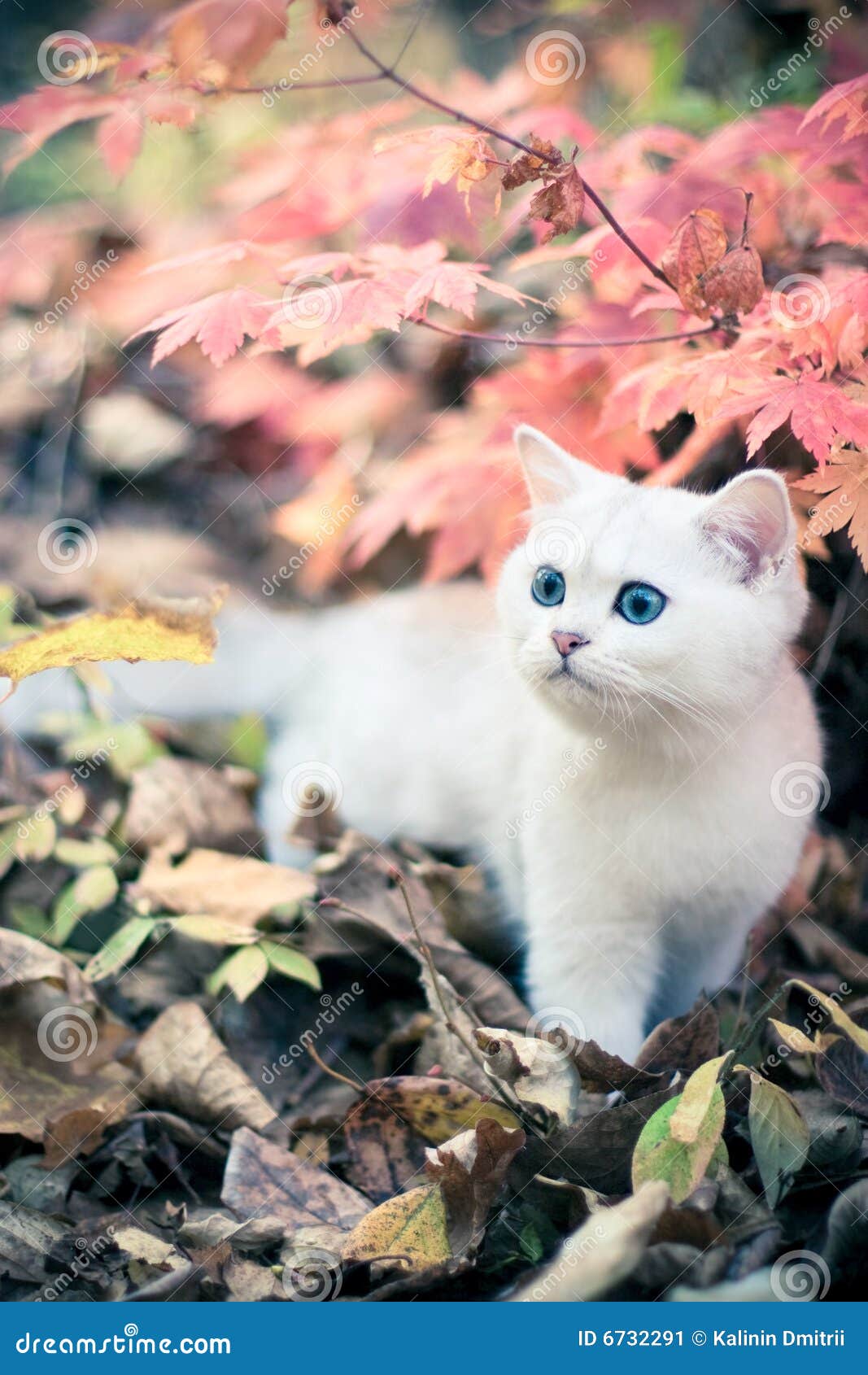 Autumn & kitten stock image. Image of color, foreground - 6732291