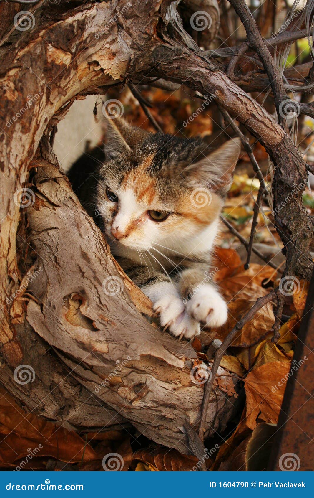 Autumn kittens stock photo. Image of companion, litter - 1604790